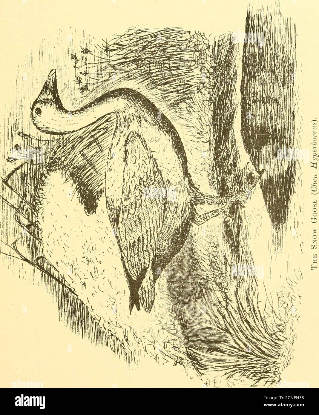 Dusky canada geese hi-res stock photography and images - Alamy