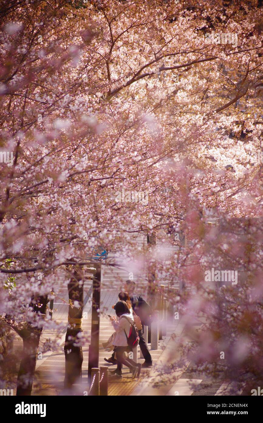 Cherry tree walk hi-res stock photography and images - Alamy