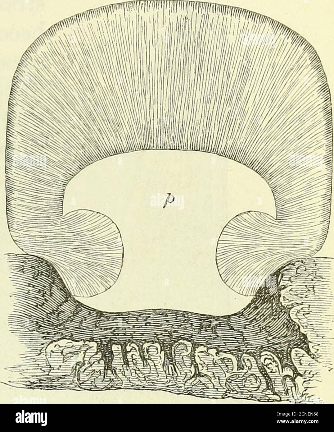 . On the anatomy of vertebrates [electronic resource] . avity of ...