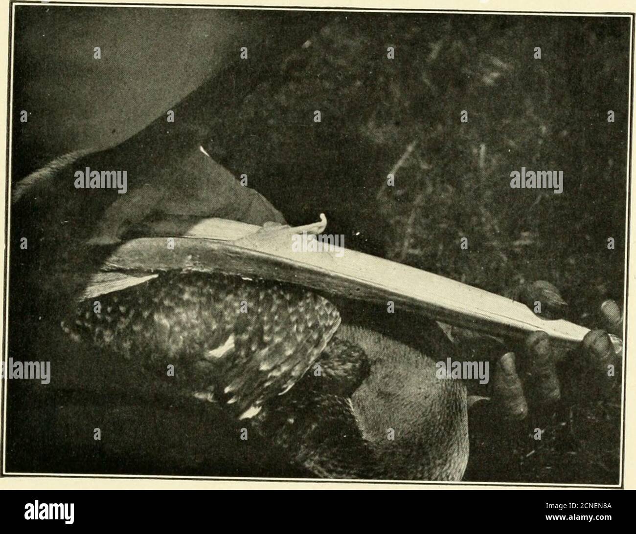 Geese teeth hi-res stock photography and images - Alamy