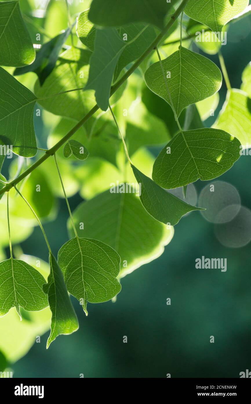 Vibrant green leaves on a Chinese Tallow tree, triadica sebifera, on a ...