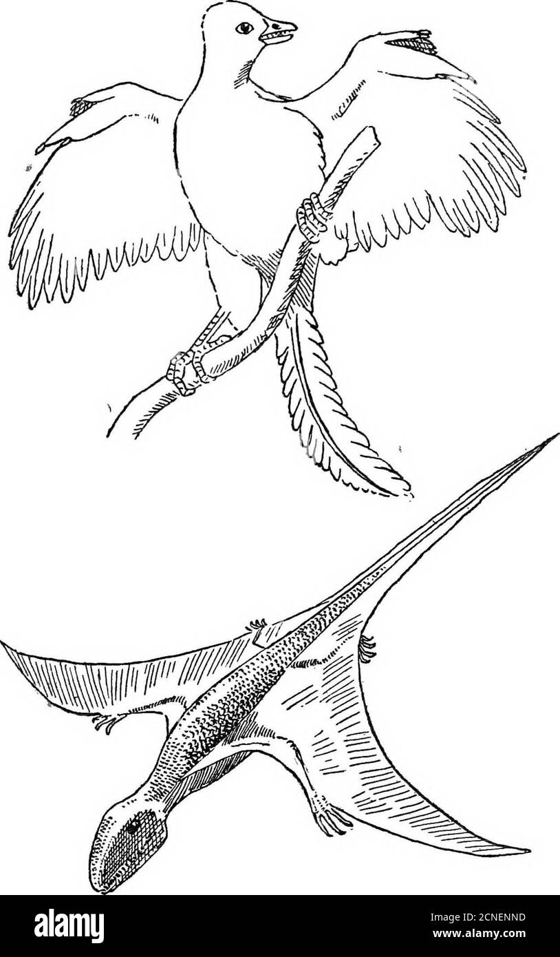 Origin archaeopteryx hi-res stock photography and images - Alamy