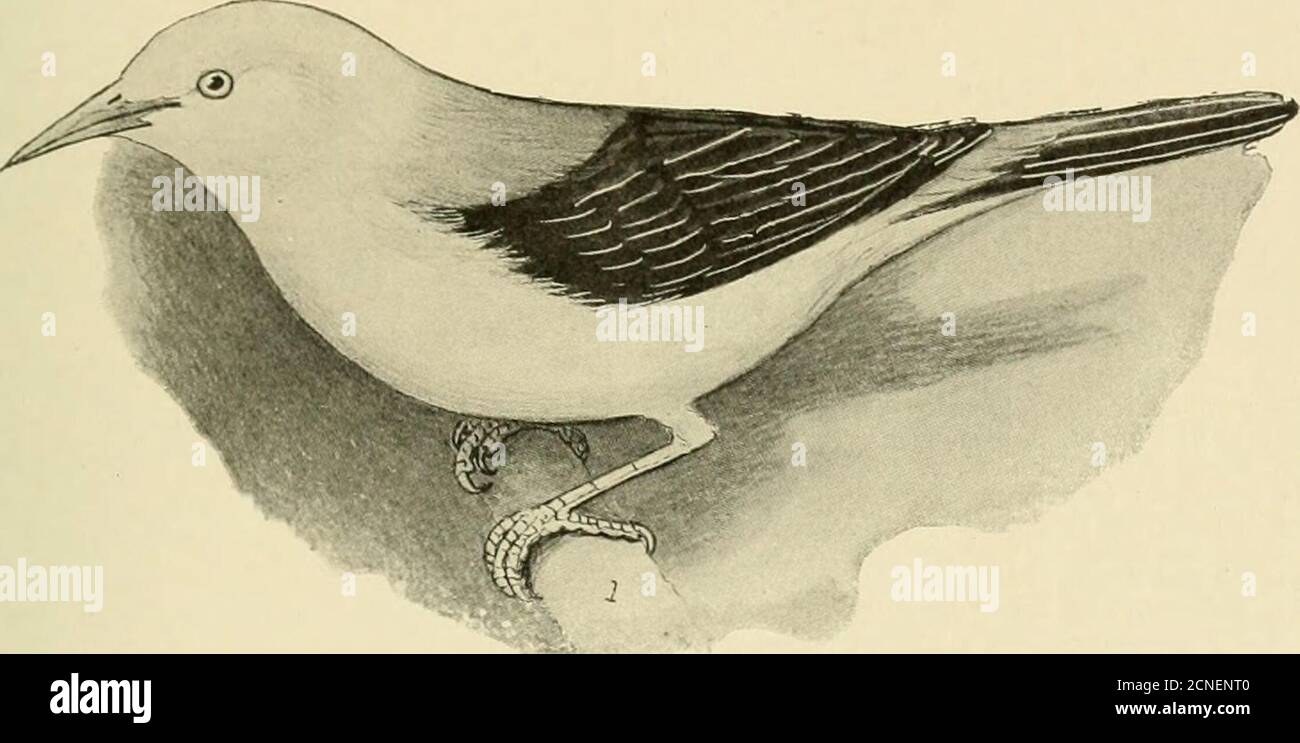 Foreign Birds With Name