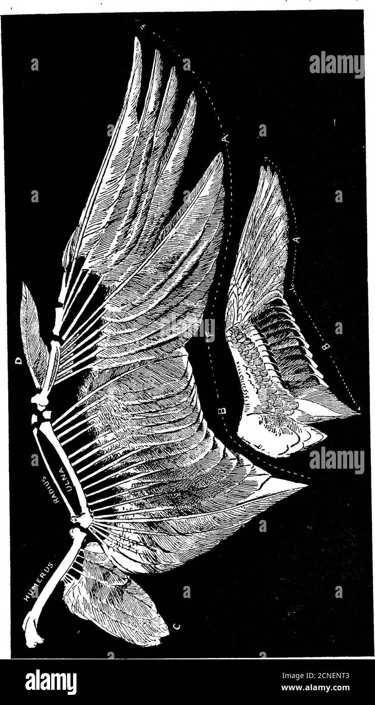 . The British bird book . parent wings of thebee, or the gorgeously ...