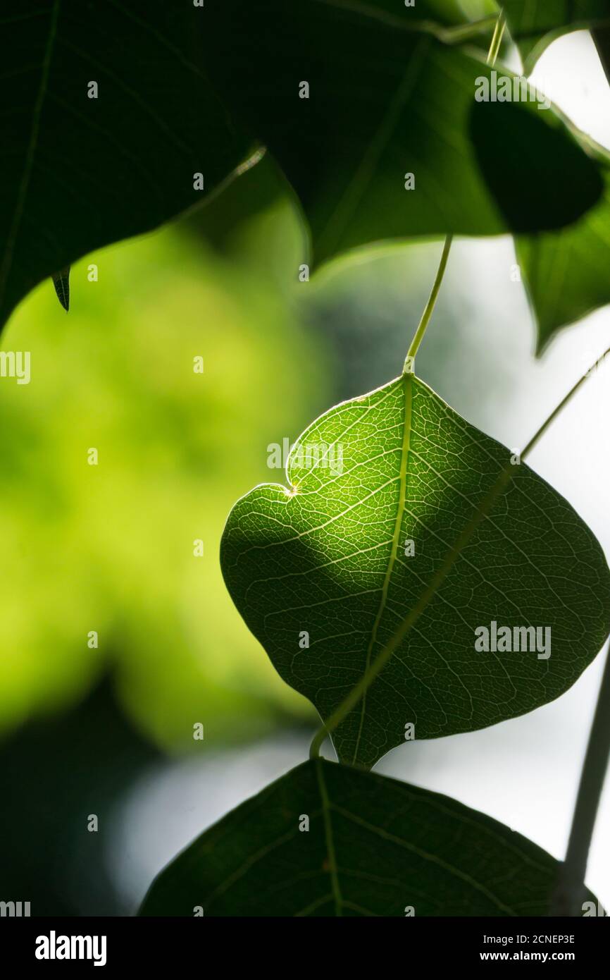 Vibrant green leaves on a Chinese Tallow tree, triadica sebifera, on a ...