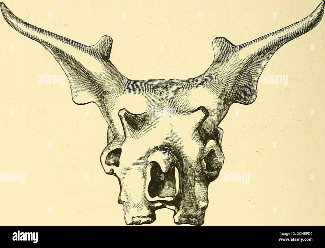 . A guide to the fossil mammals and birds in the Department of Geology ...