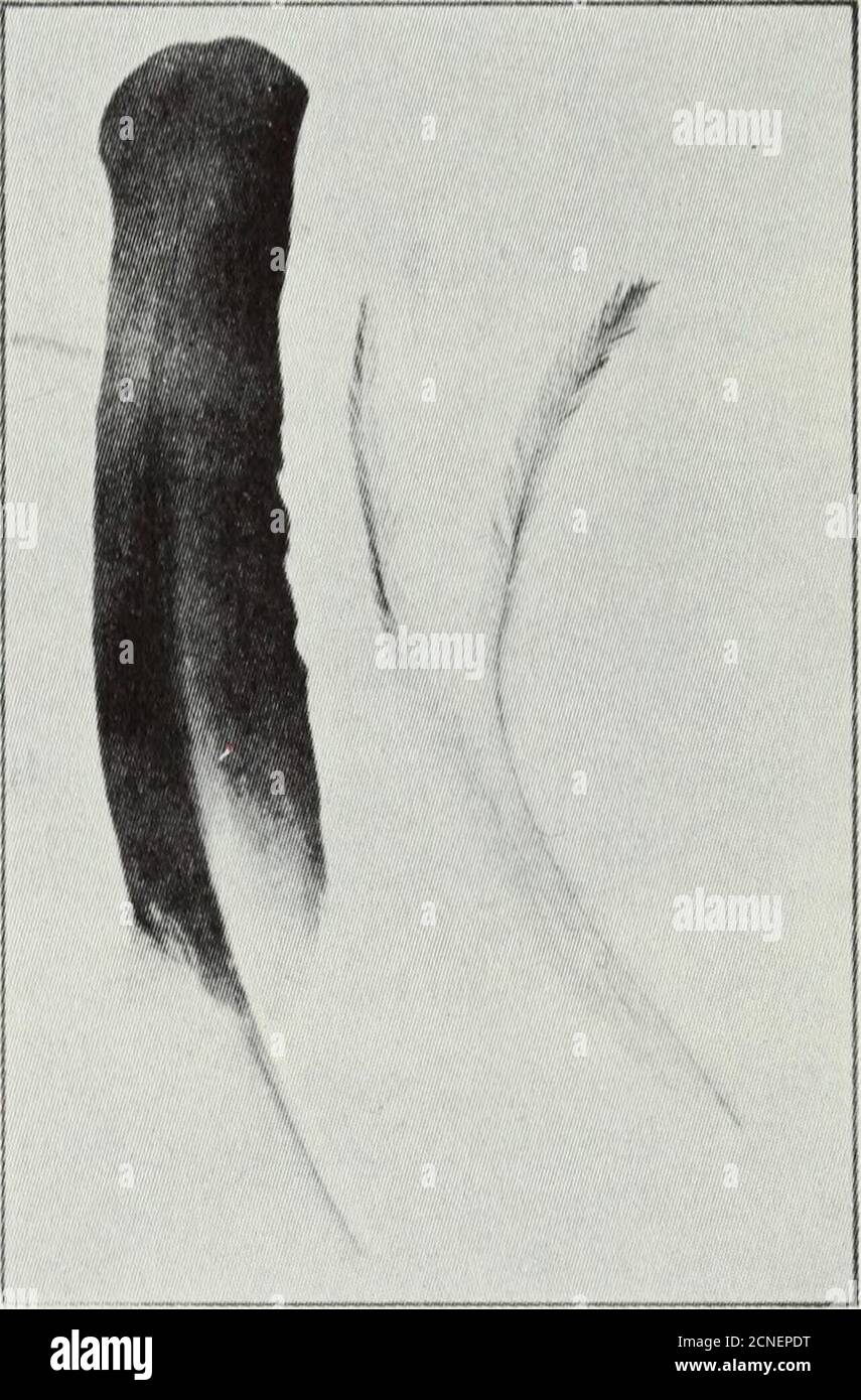 Owl primary wing feather hi-res stock photography and images - Alamy