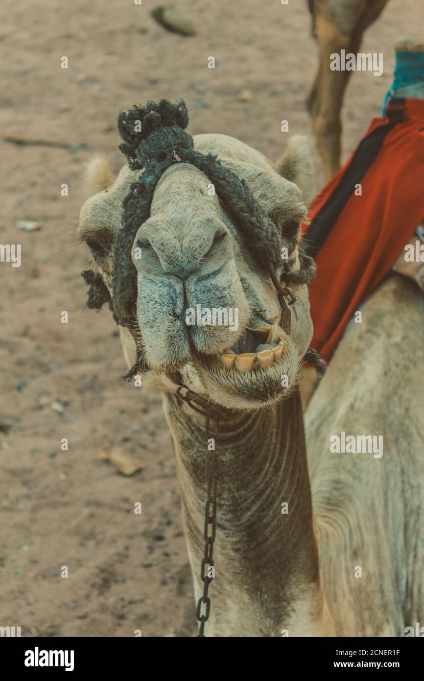 Camels sitting hi-res stock photography and images - Alamy