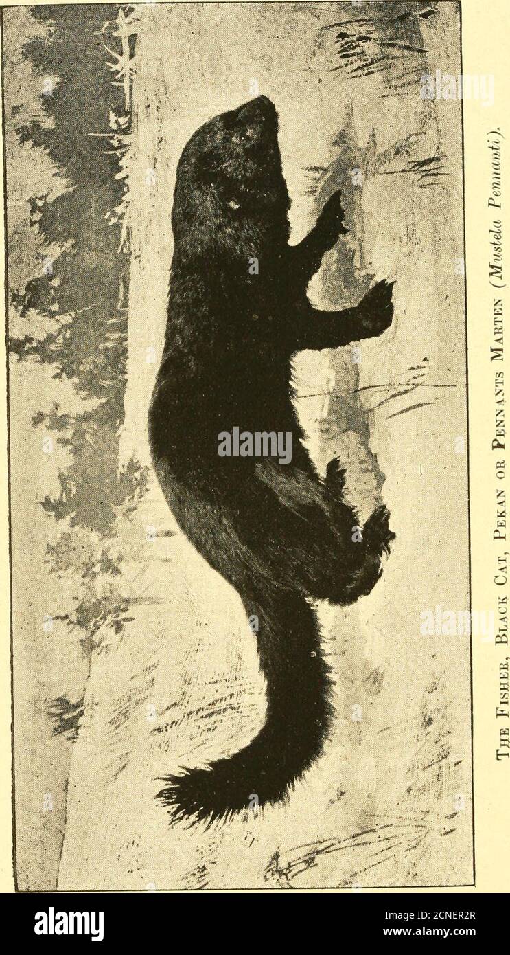 Beaver castoreum hi-res stock photography and images - Alamy