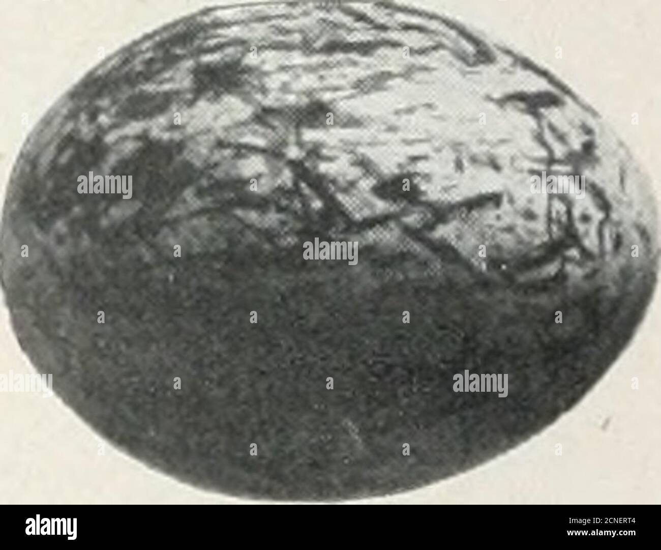 Flycatcher eggs in nest hi-res stock photography and images - Alamy