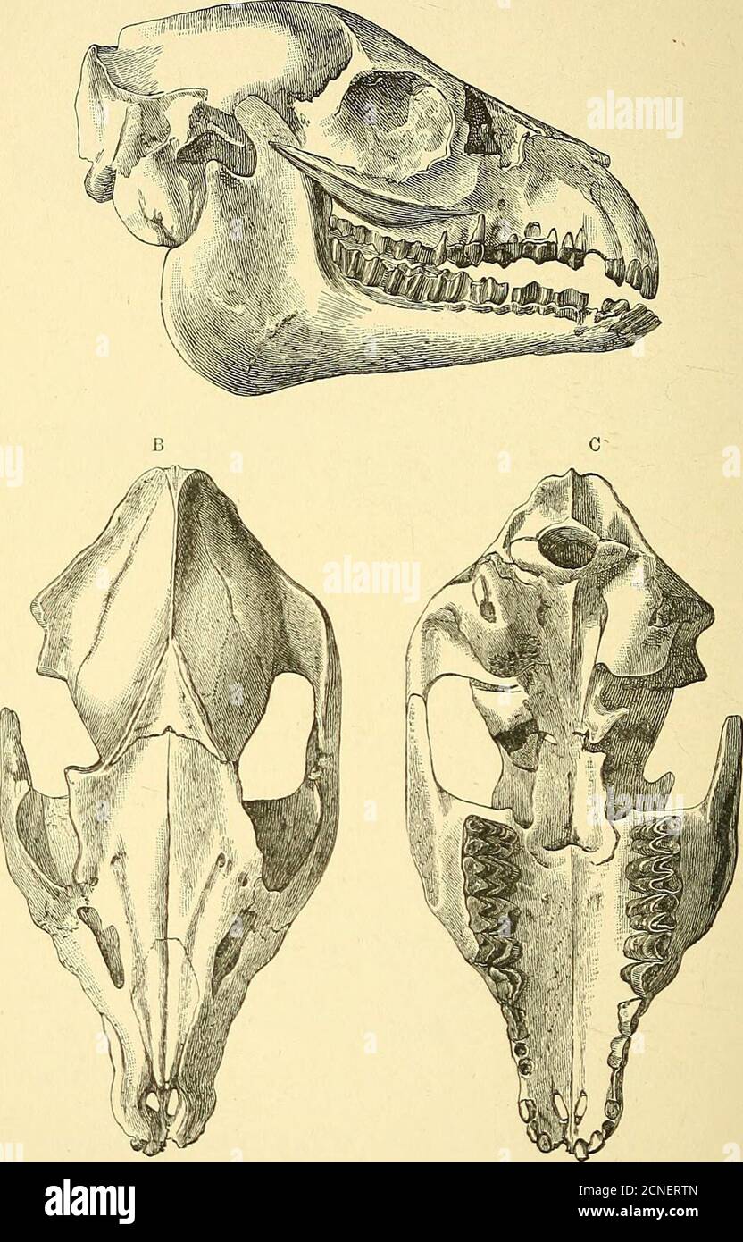 . A guide to the fossil mammals and birds in the Department of Geology ...