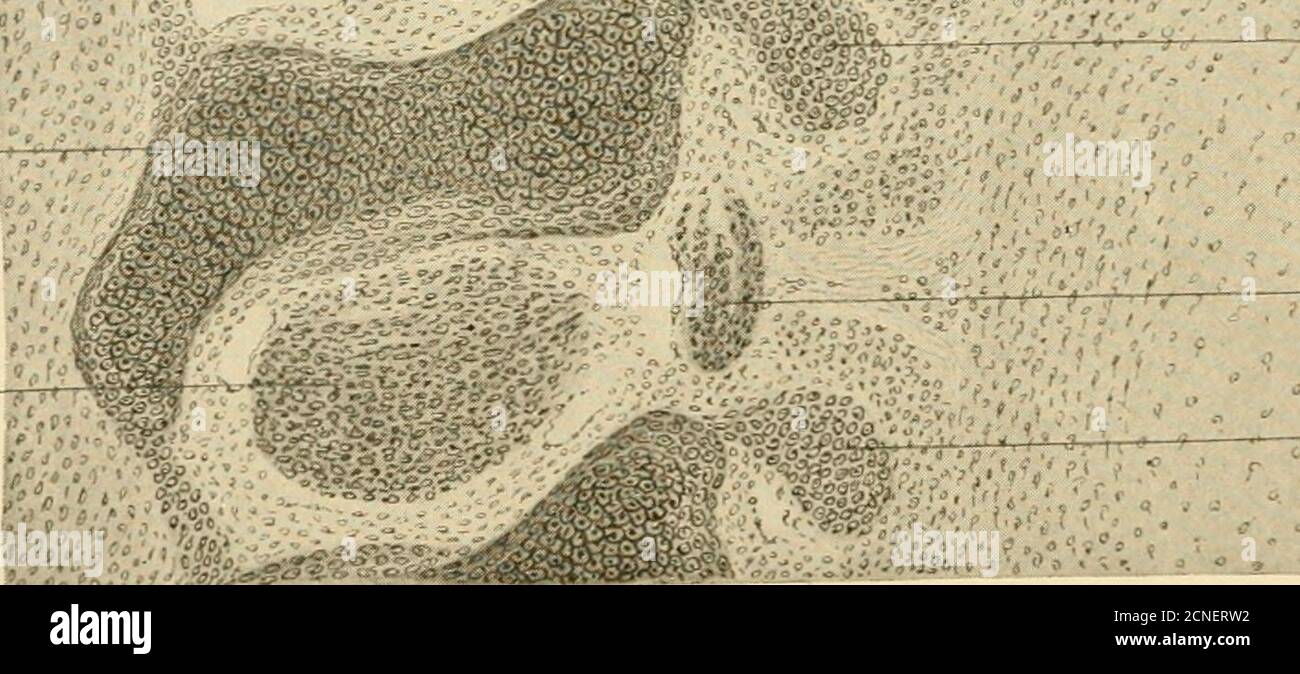 . The development of the chick; an introduction to embryology . -^mk T ...