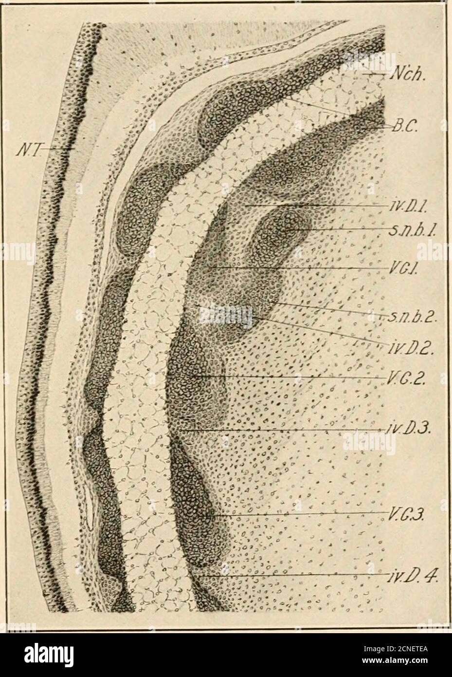 . The development of the chick; an introduction to embryology . pheus ...