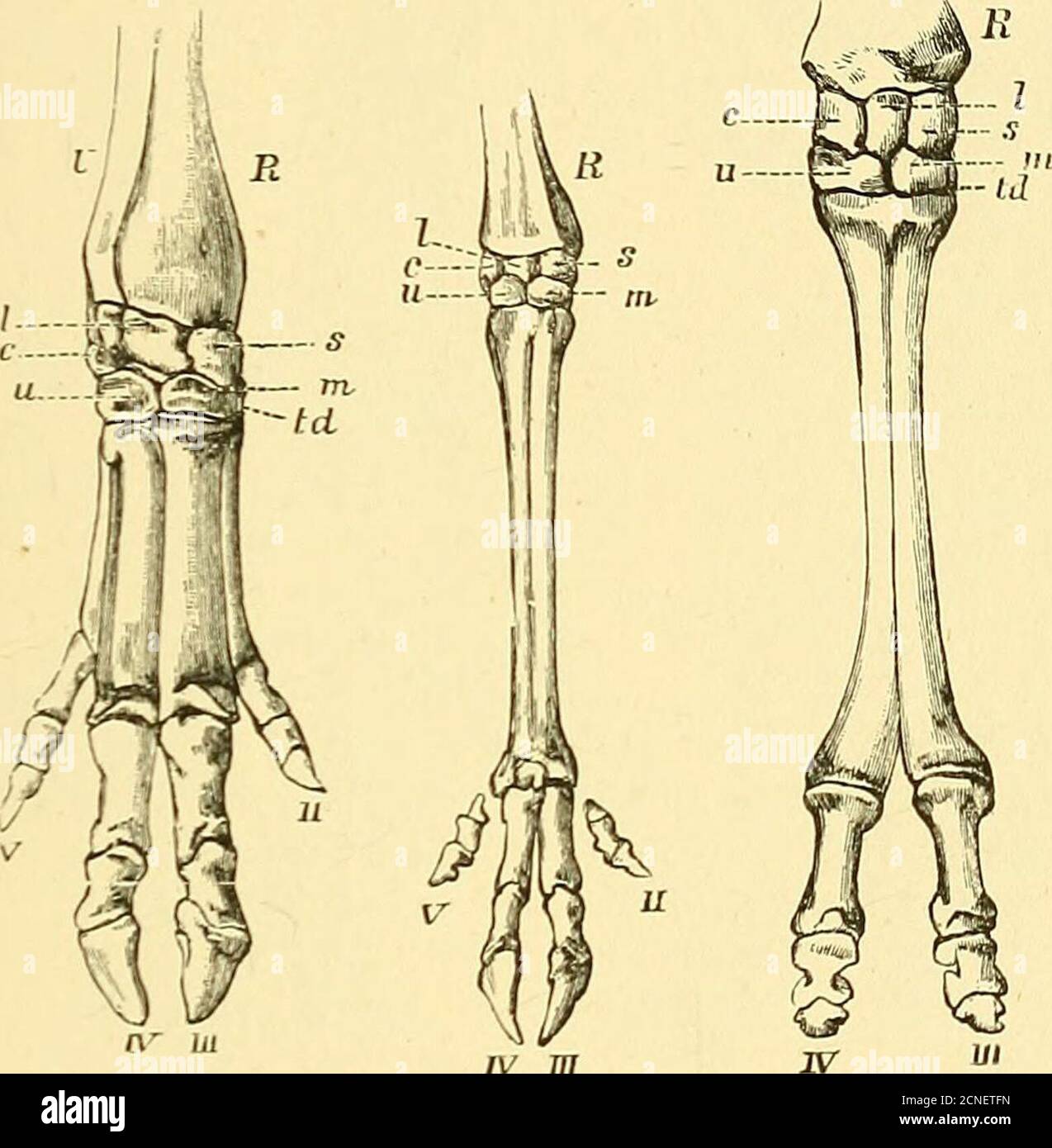 . A guide to the fossil mammals and birds in the Department of Geology ...