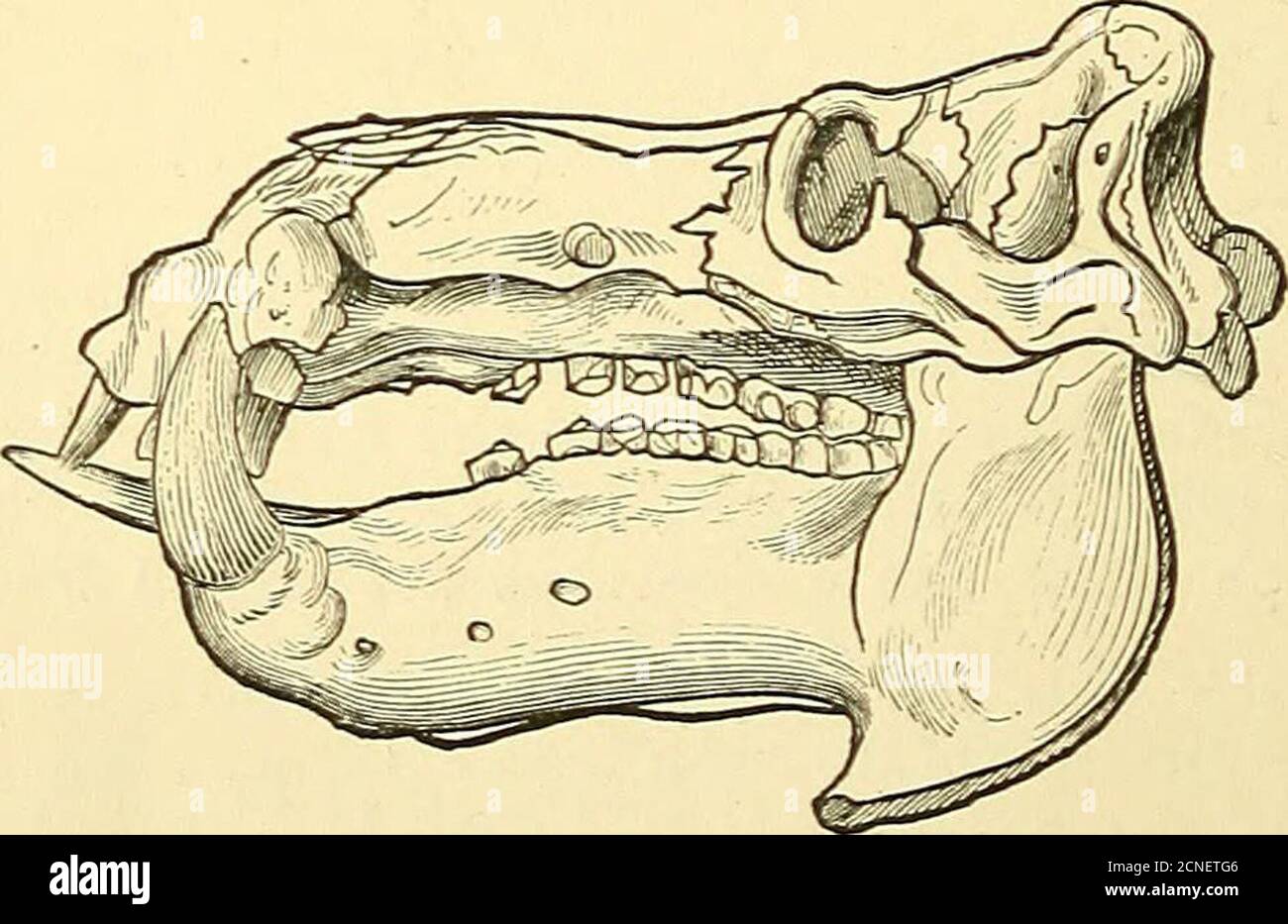 . A guide to the fossil mammals and birds in the Department of Geology ...