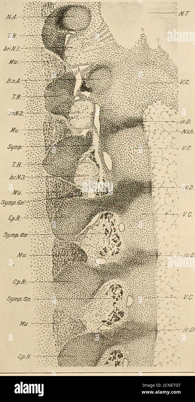 Thoracic vertebrae 1 hi-res stock photography and images - Alamy