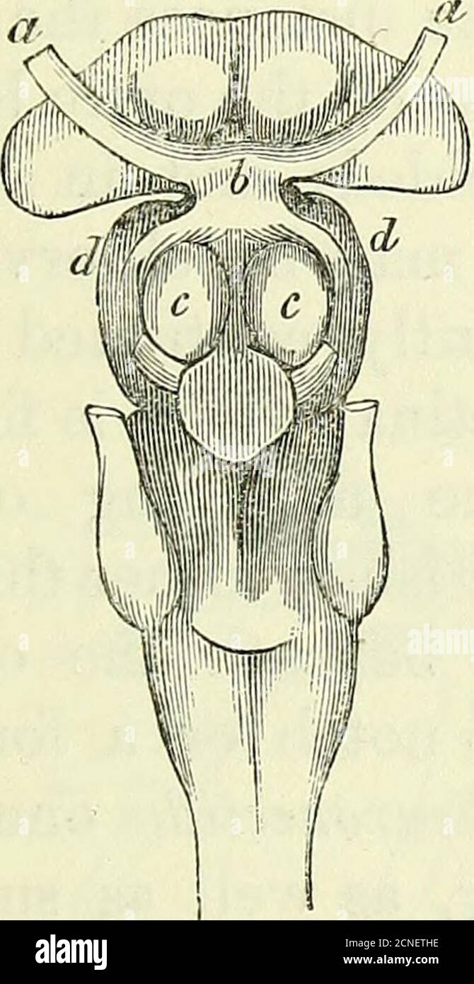 . On the anatomy of vertebrates [electronic resource] . Brain and ...