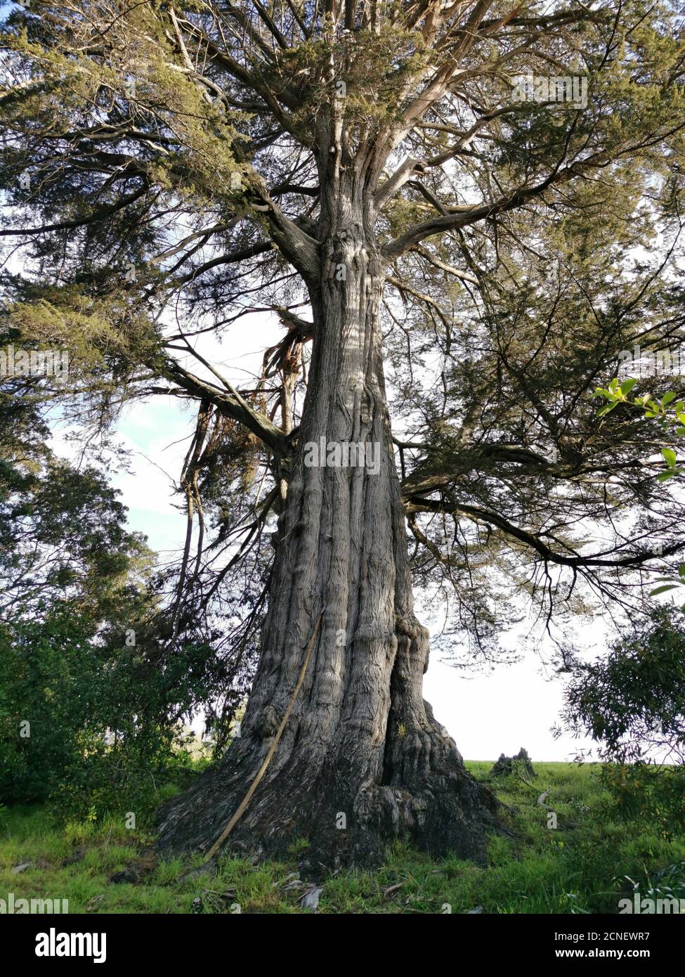 Vertical shot of an old huge tree in a field during daylight Stock ...