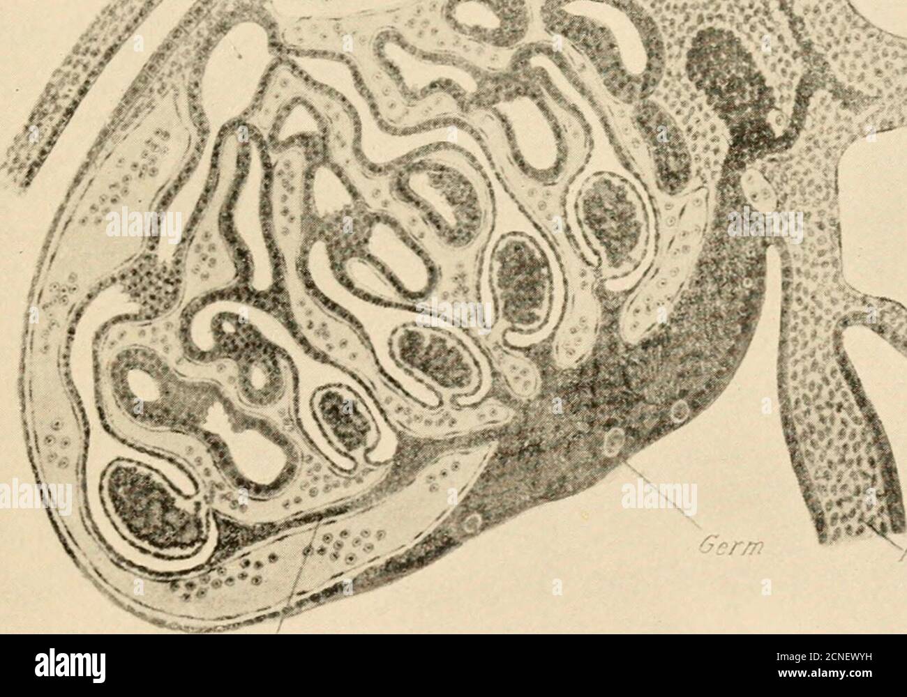 . The development of the chick; an introduction to embryology ...