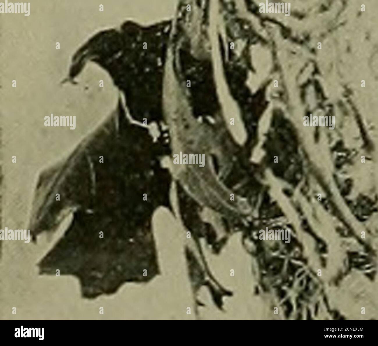 . Bird lore . ^^^y Stock Photo - Alamy