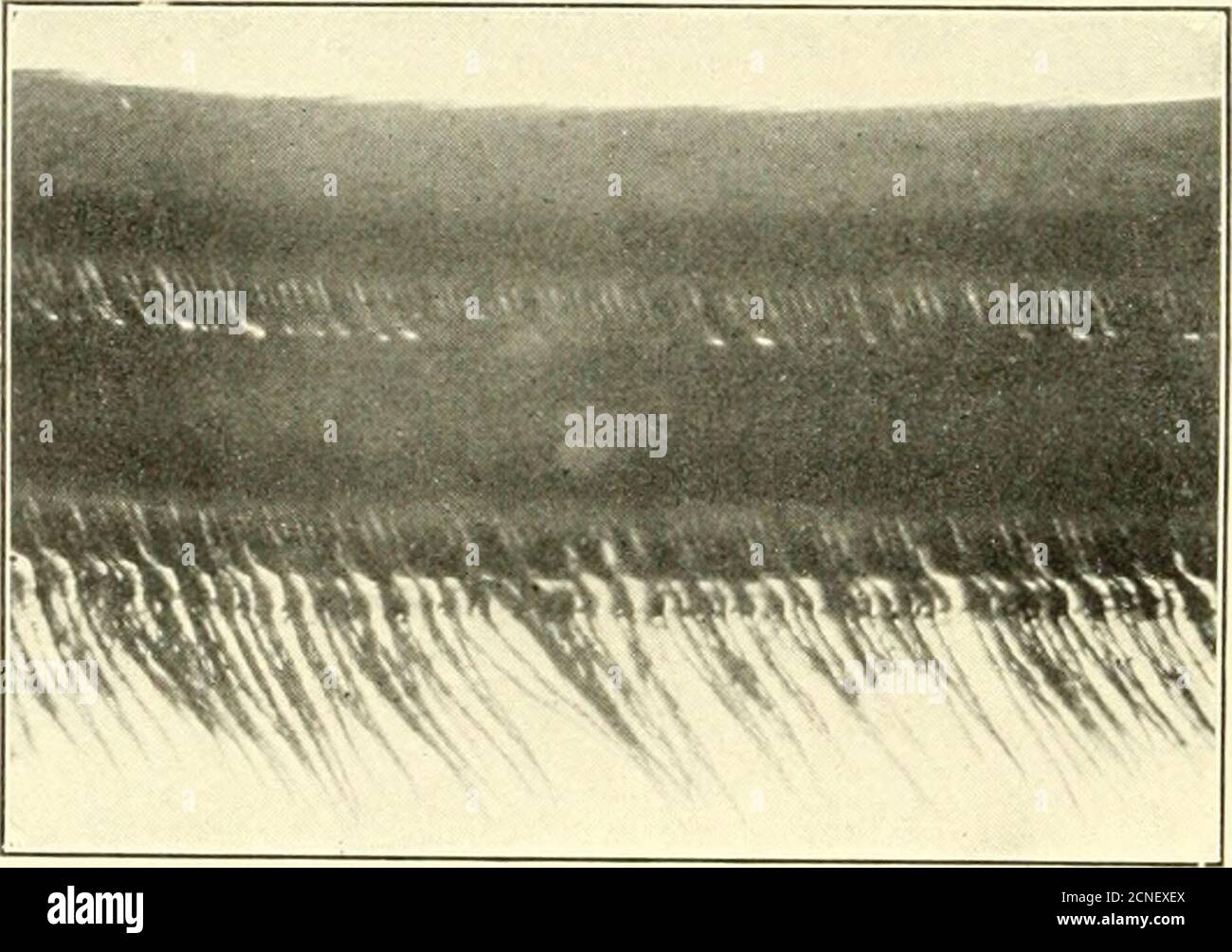 Apigeon hi-res stock photography and images - Alamy