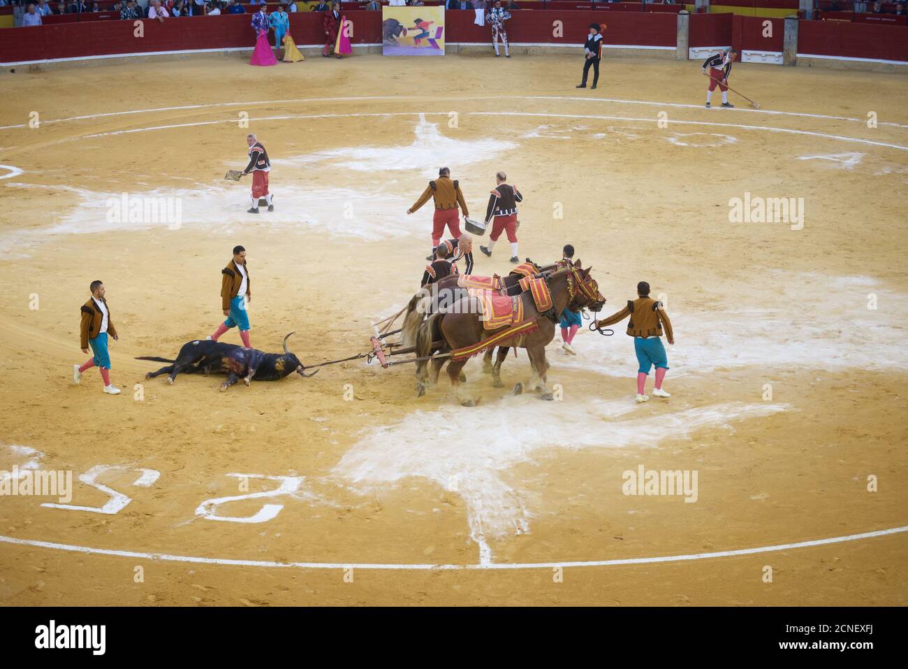 Bullfighter rodeo bull hi-res stock photography and images - Alamy