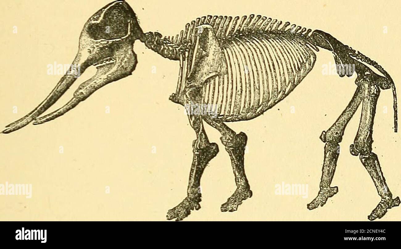 . A guide to the fossil mammals and birds in the Department of Geology ...