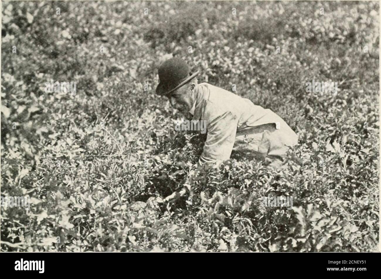 Io indica hi-res stock photography and images - Alamy