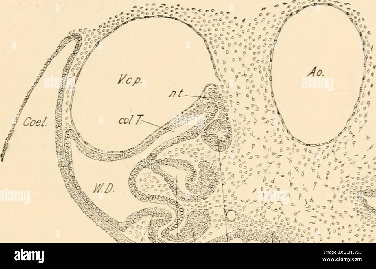 . The development of the chick; an introduction to embryology ...