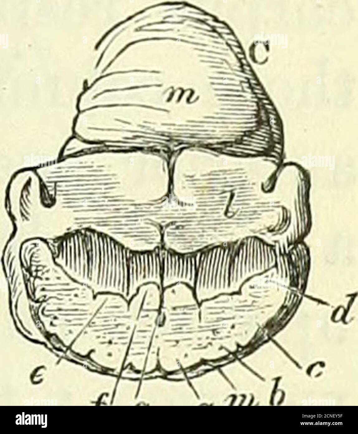 . On the anatomy of vertebrates [electronic resource] . t-pyramidal and ...