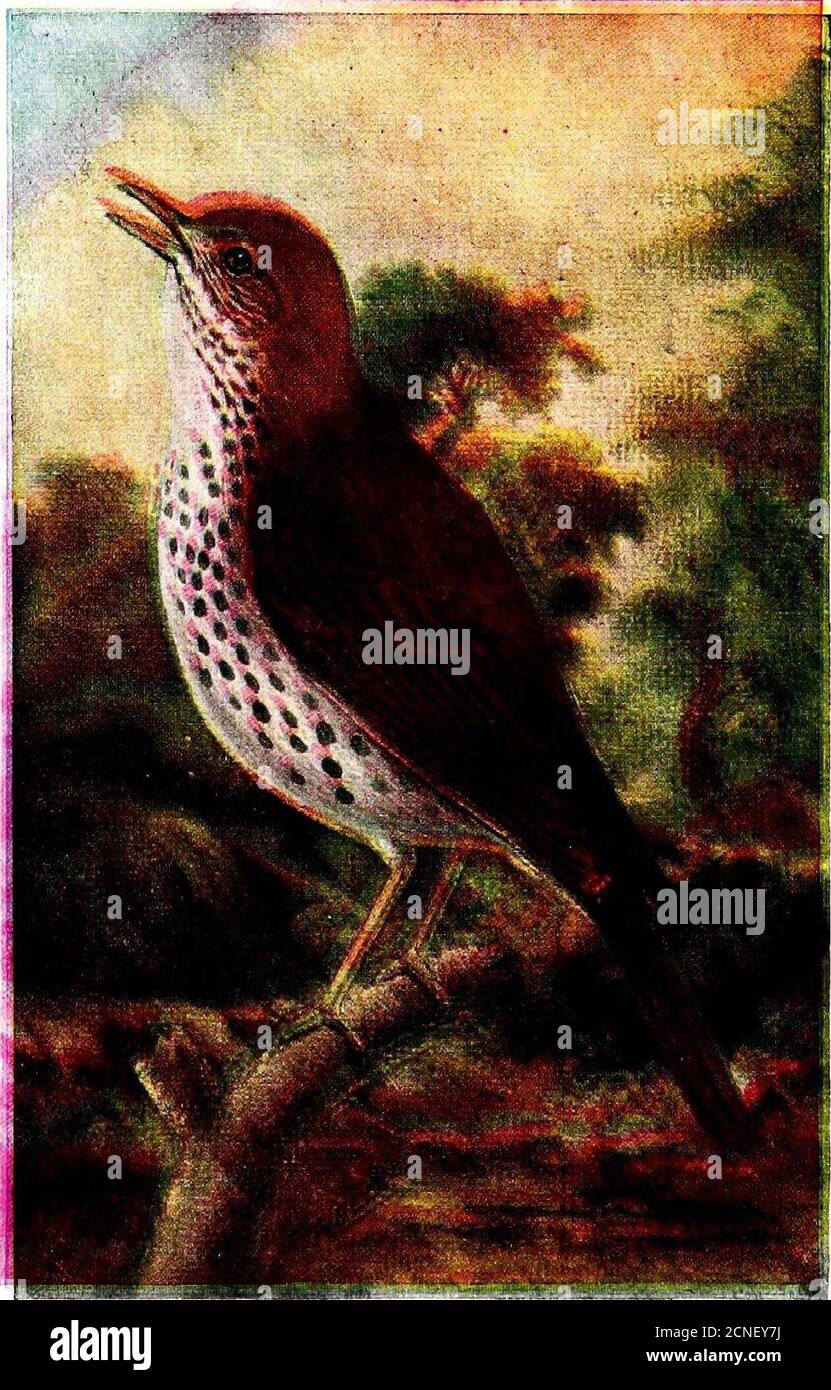 . The bird book, illustrating in natural colors more than seven hundred ...