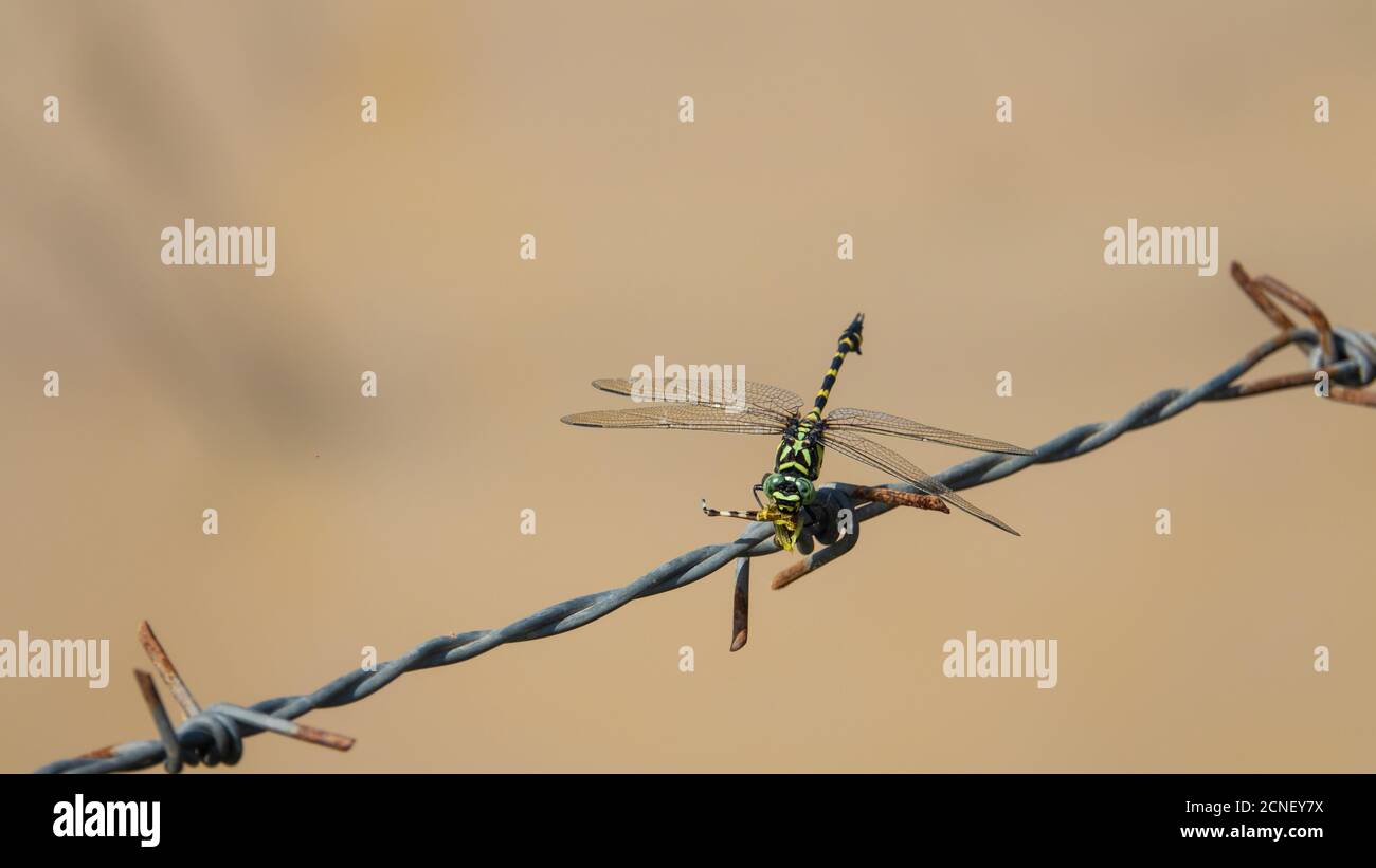 Dragonfly showing of eyes and wings detail.Macro shots, Beautiful ...