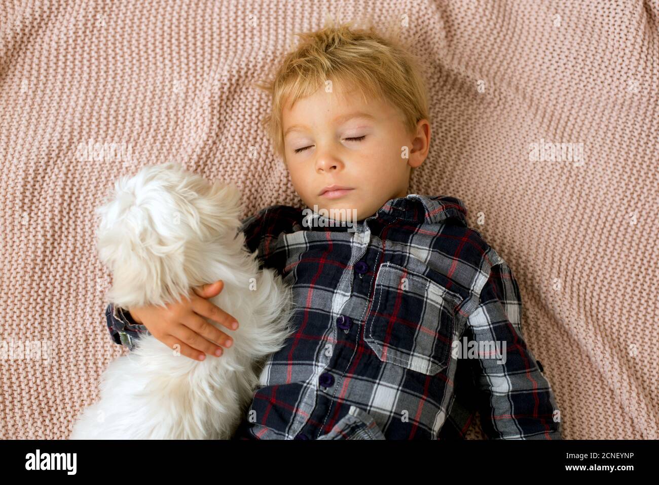 Cute toddler boy, sleeping with little white puppy dog, maltese in the ...