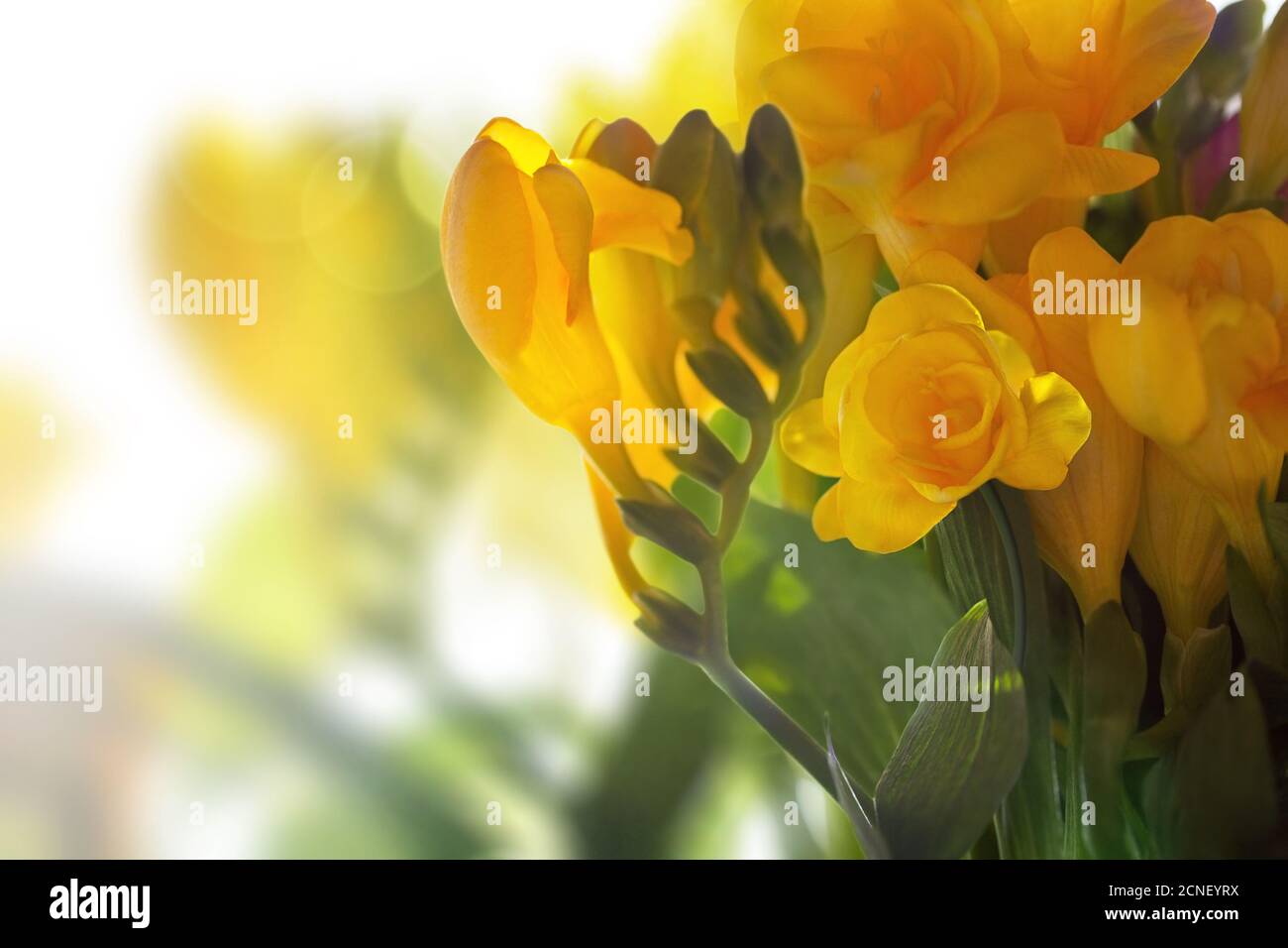 Yellow spring flowers hi-res stock photography and images - Alamy