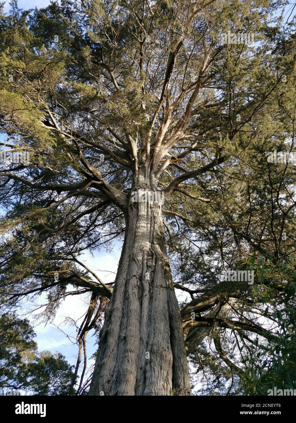 Vertical shot of an old huge tree in a field during daylight Stock ...