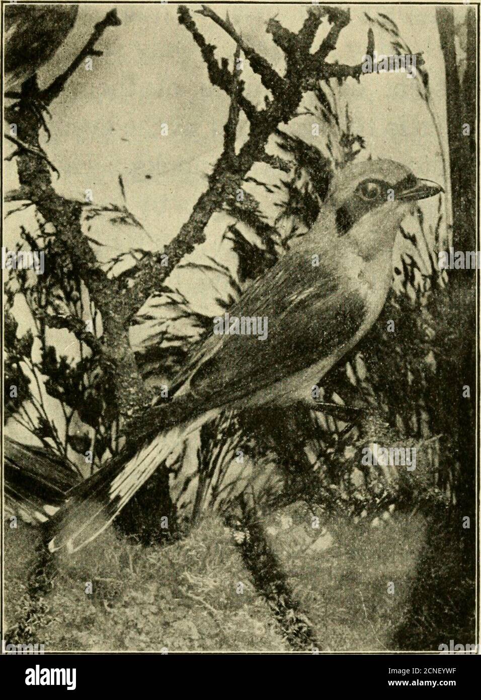 Cannibal bird hi-res stock photography and images - Alamy