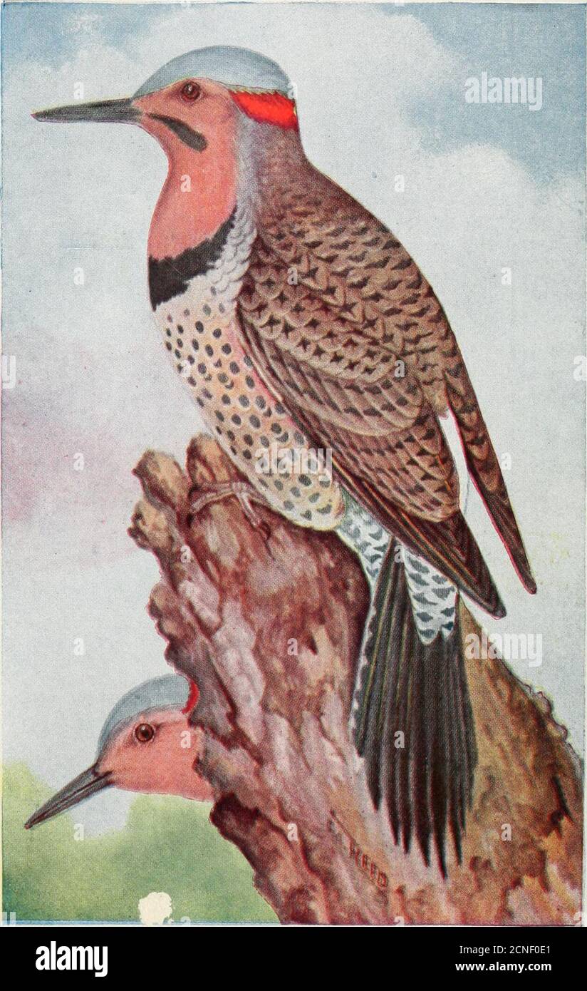 . The bird book : illustrating in natural colors more than seven ...