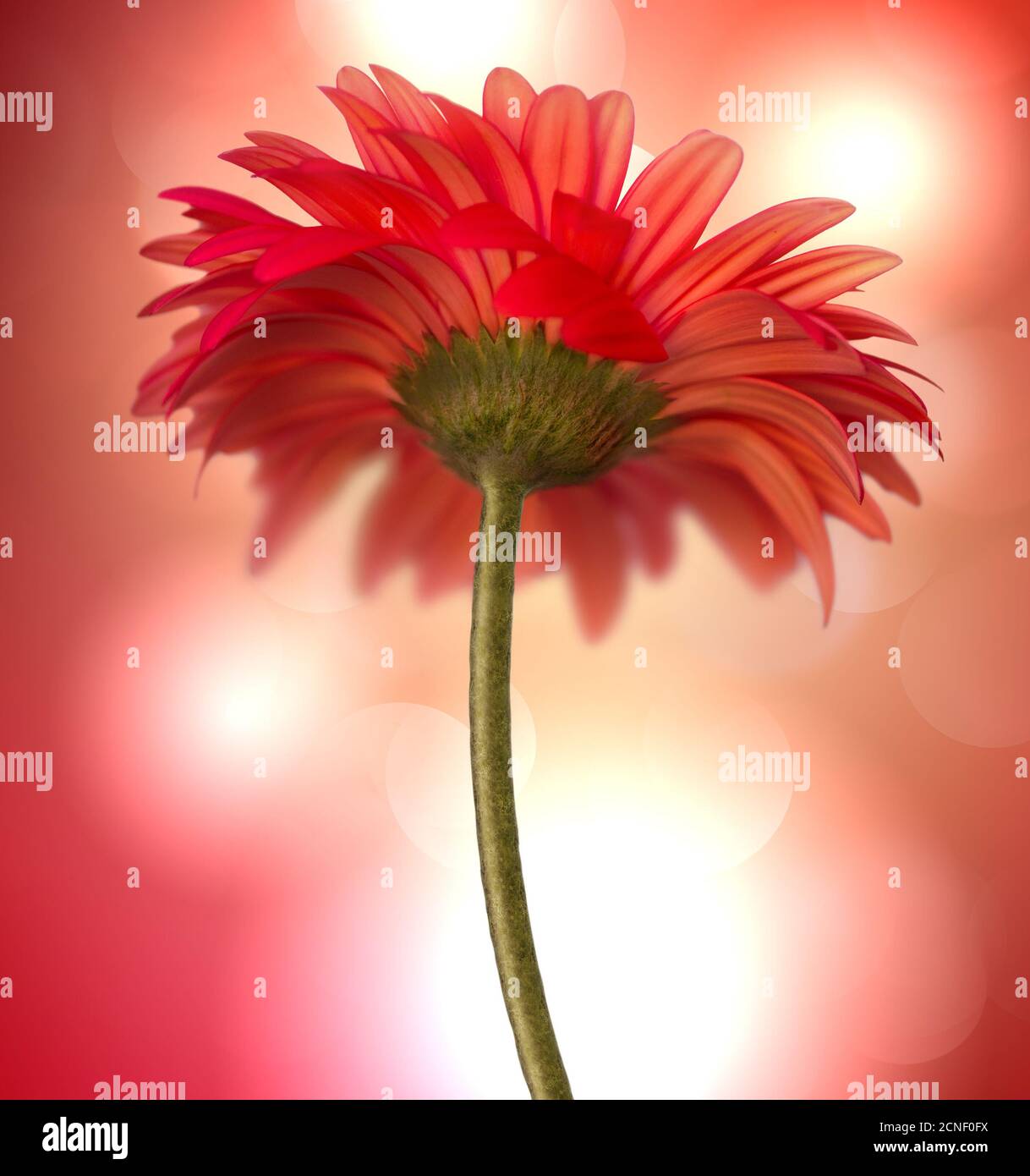 Blossom gerbera hi-res stock photography and images - Alamy