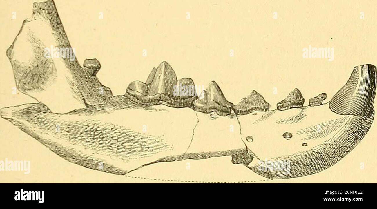 . A guide to the fossil mammals and birds in the Department of Geology ...