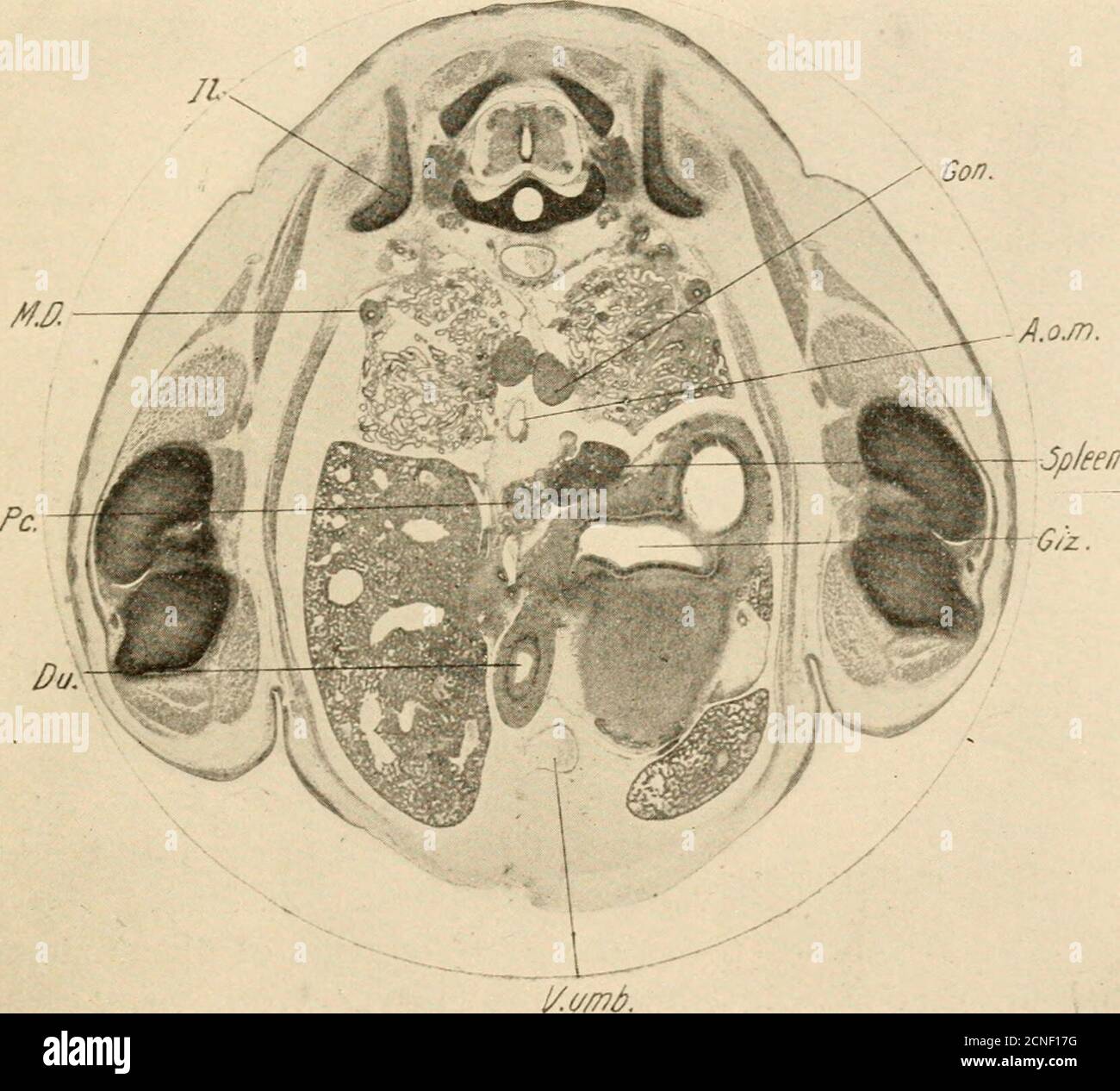 . The development of the chick; an introduction to embryology ...