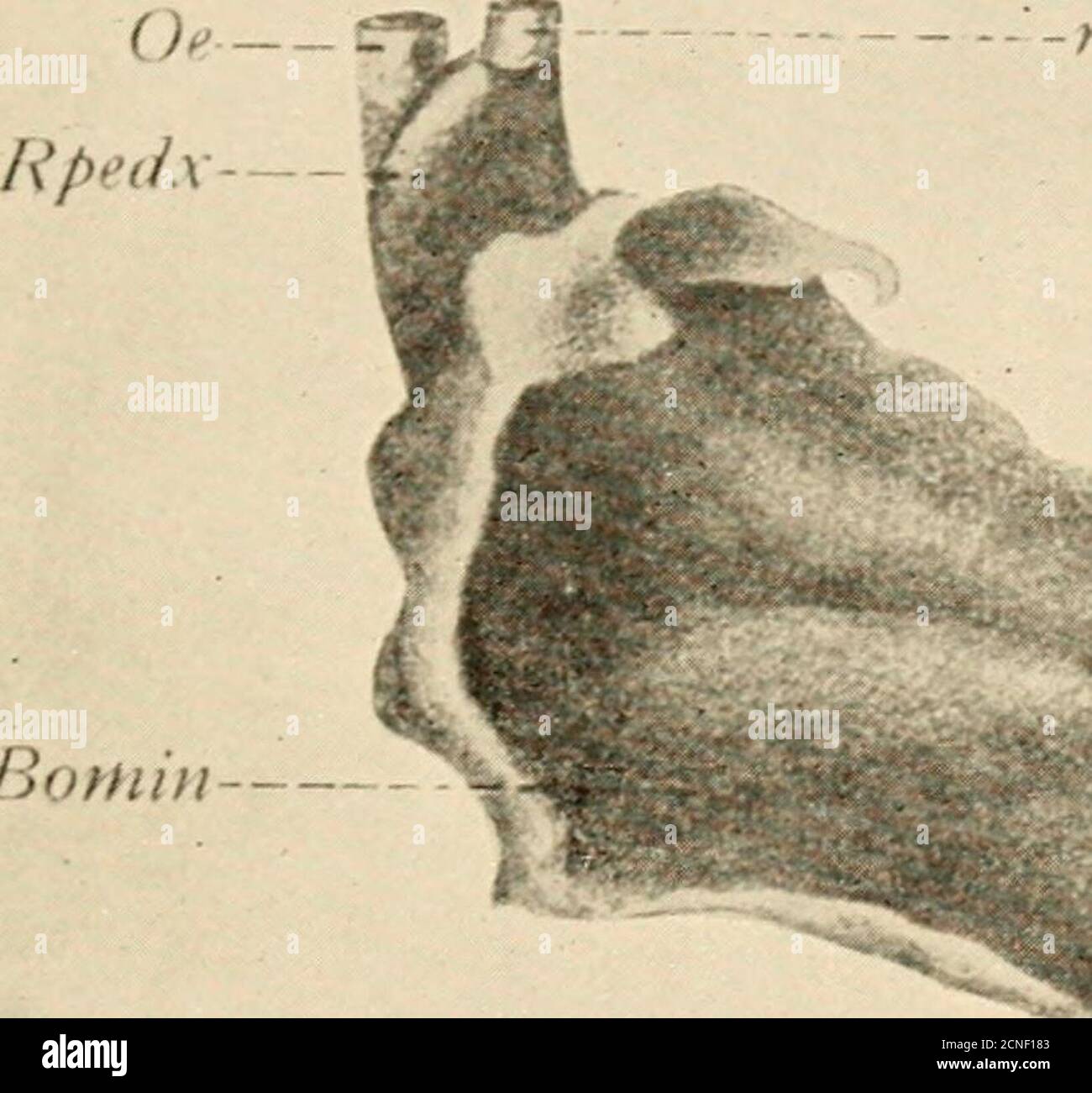 . The development of the chick; an introduction to embryology . l of ...