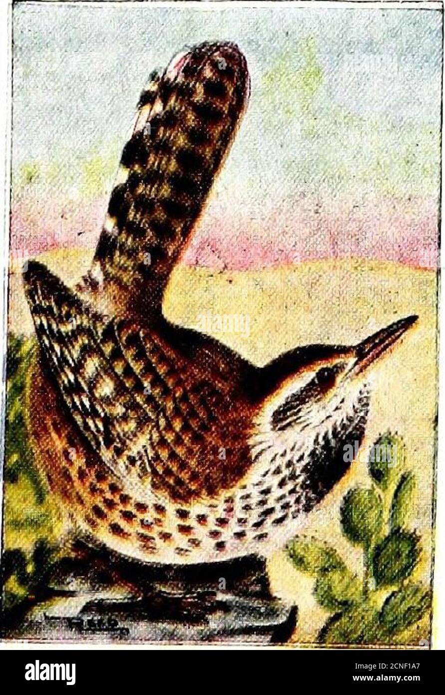 . The bird book, illustrating in natural colors more than seven hundred ...