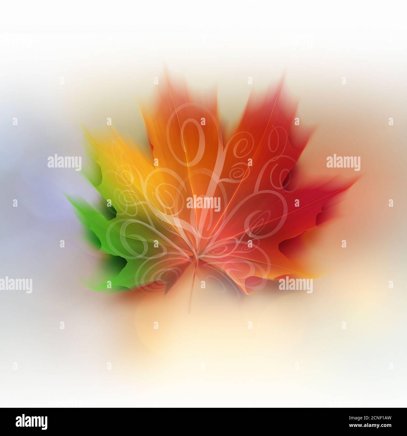 colorful maple leaf Stock Photo - Alamy