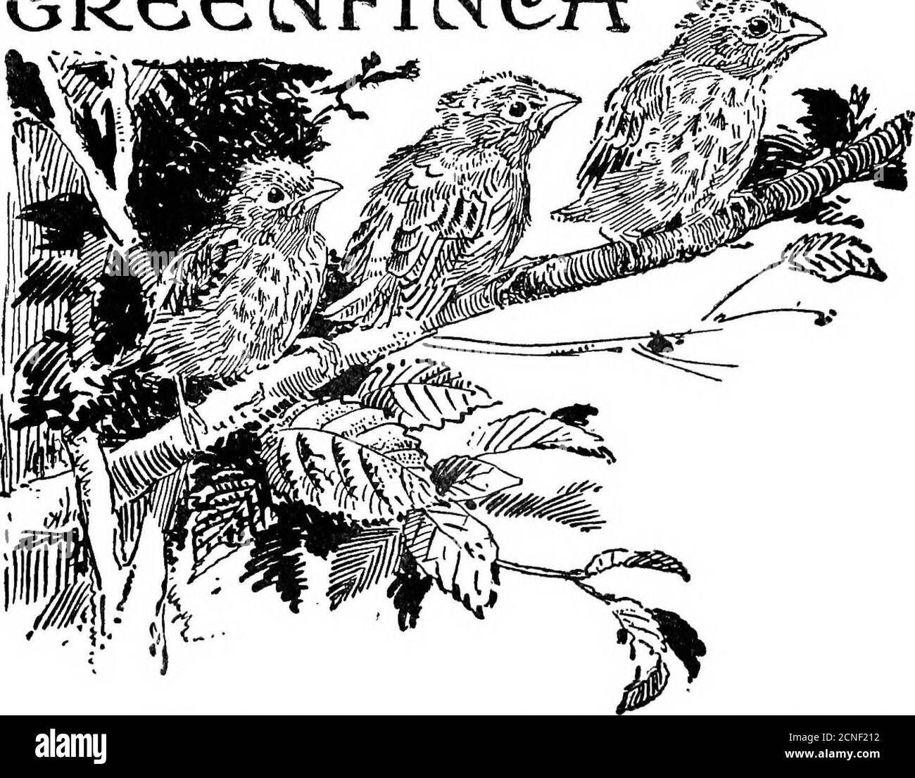 Green linnet greenfinch Black and White Stock Photos & Images - Alamy