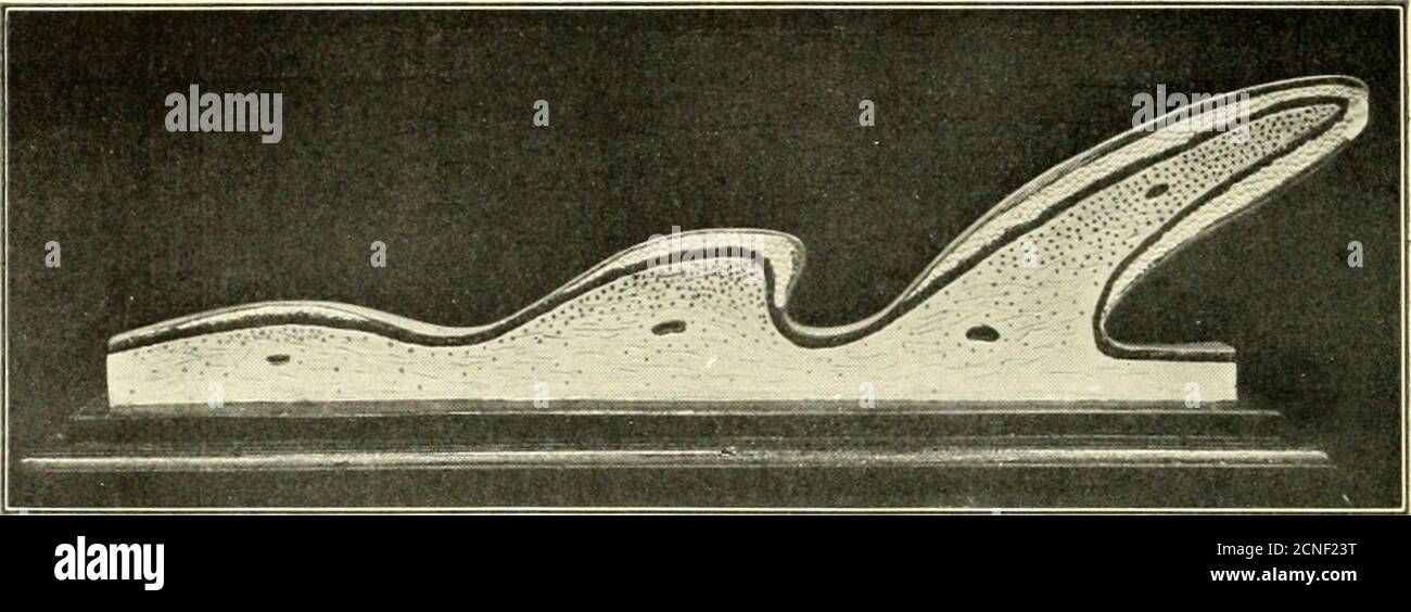 . The bird; its form and function . Fig. 12.—Early stages in the ...