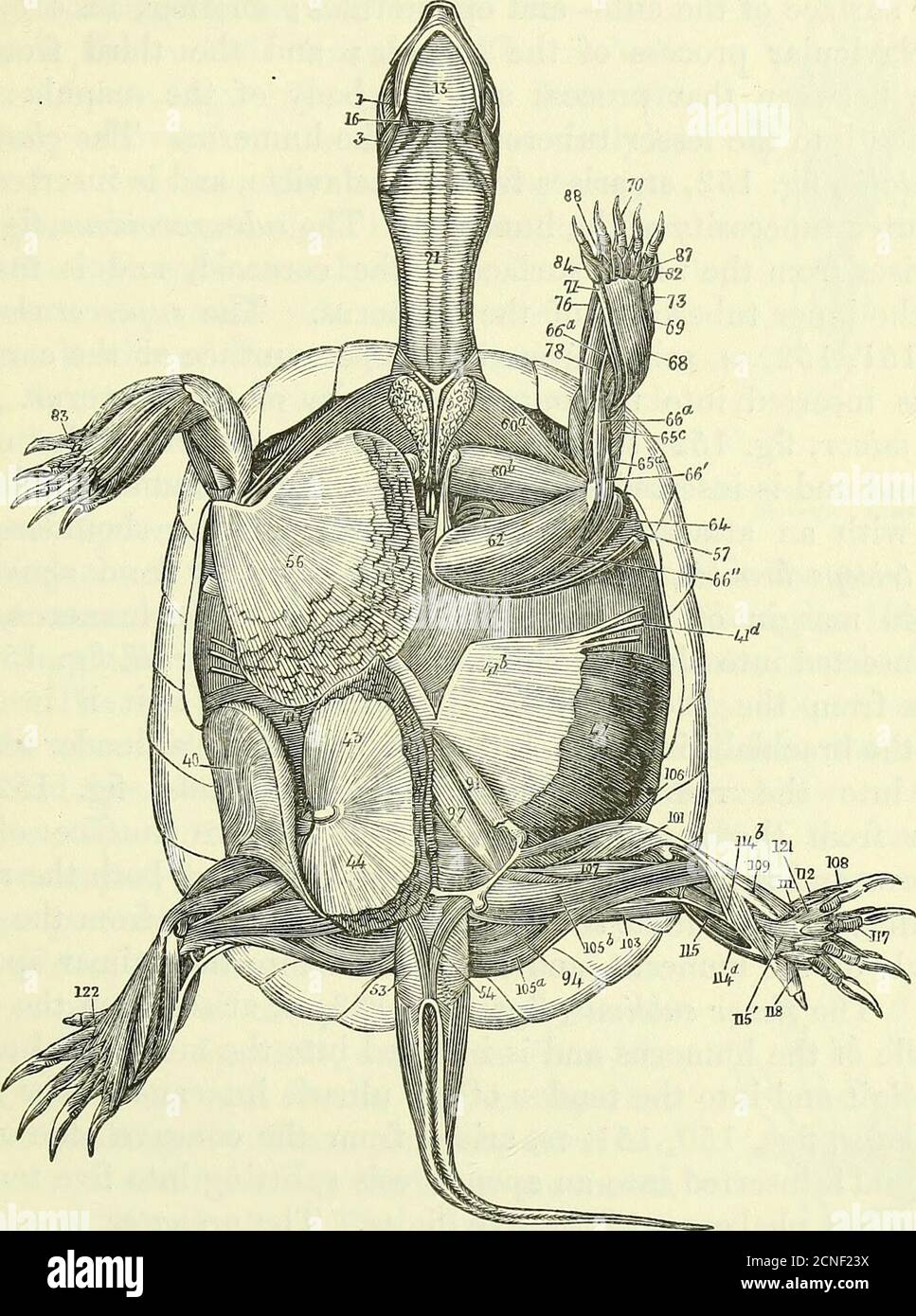 . On the anatomy of vertebrates [electronic resource] . Muscles and ...