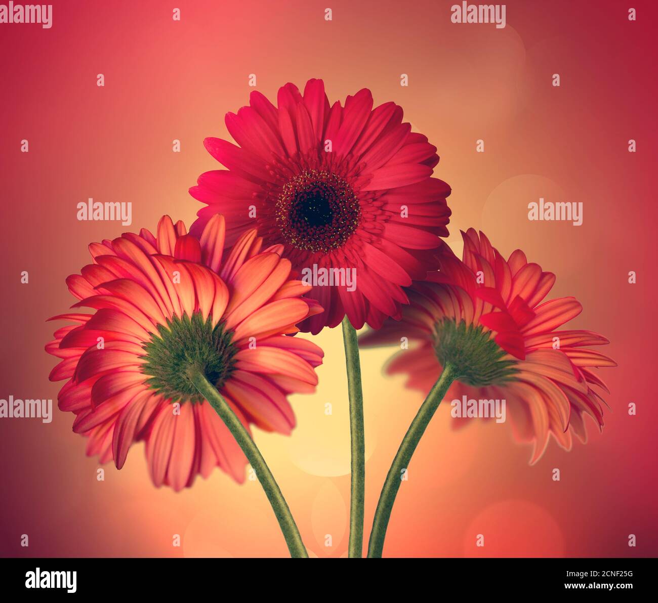 Bouquet spring flowers close hi-res stock photography and images - Alamy