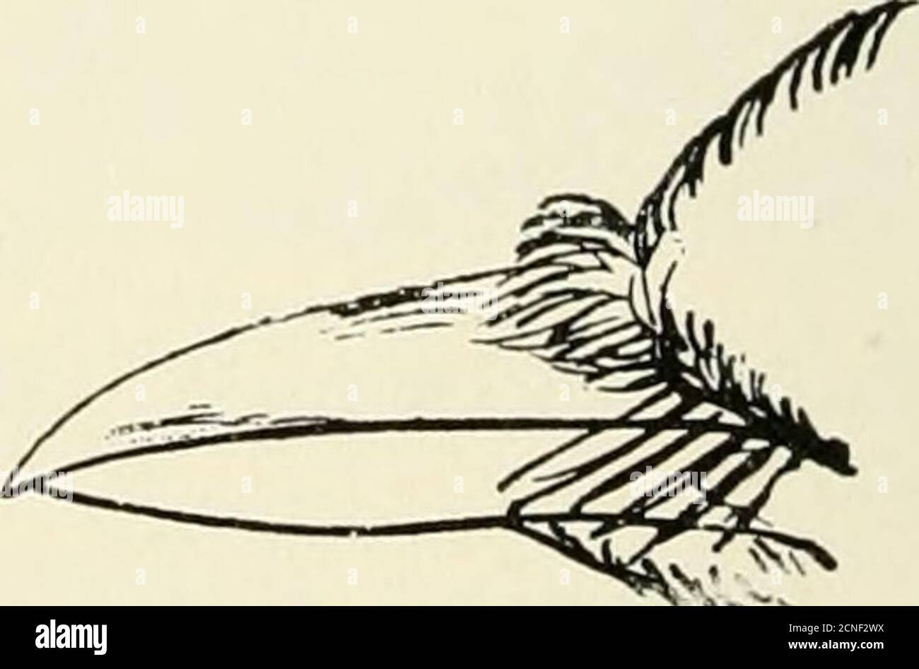 Long primary feathers hi-res stock photography and images - Alamy