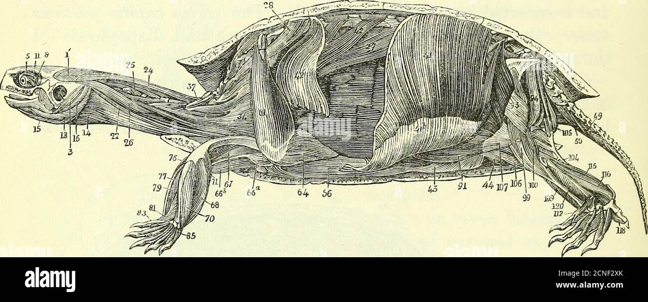 . On the anatomy of vertebrates [electronic resource] . pass forward ...