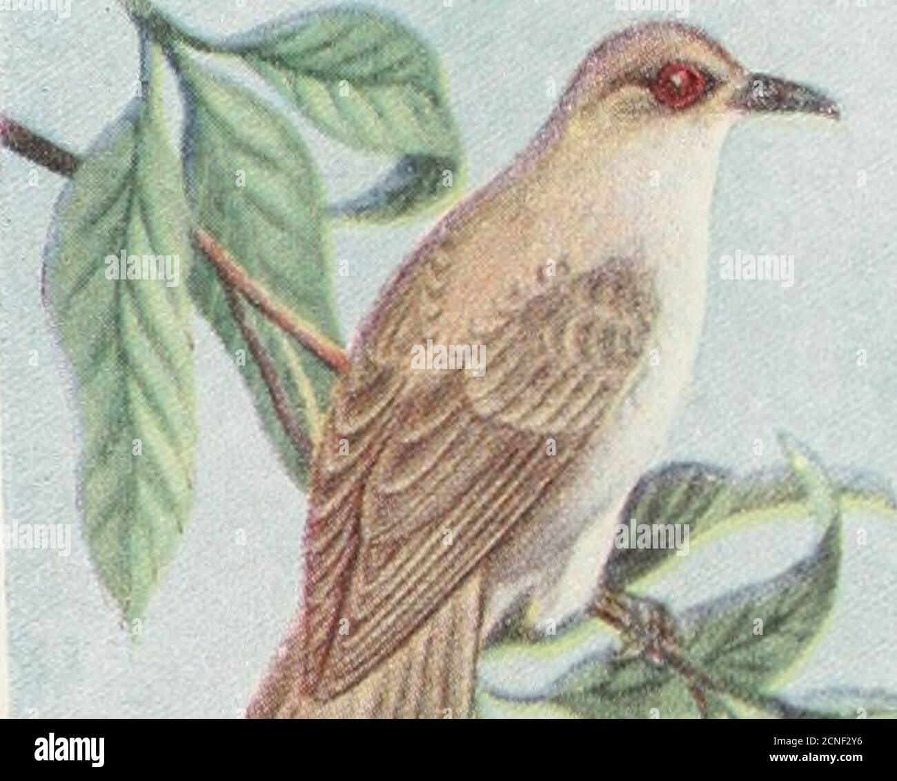 . The bird book : illustrating in natural colors more than seven ...